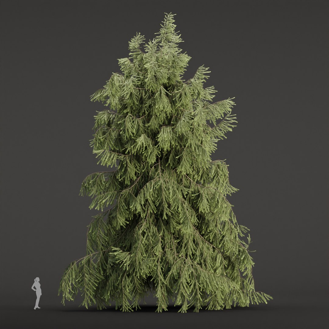 West Himalayan Spruce Trees Collection Vol 47-Blender-3d 3D Model ...