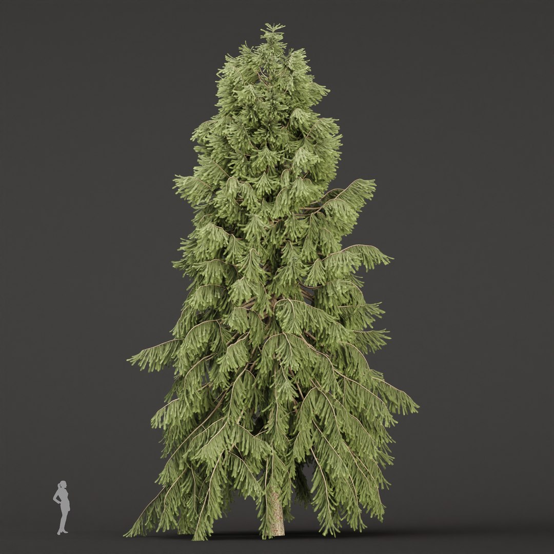 West Himalayan Spruce Trees Collection Vol 47-Blender-3d 3D Model ...