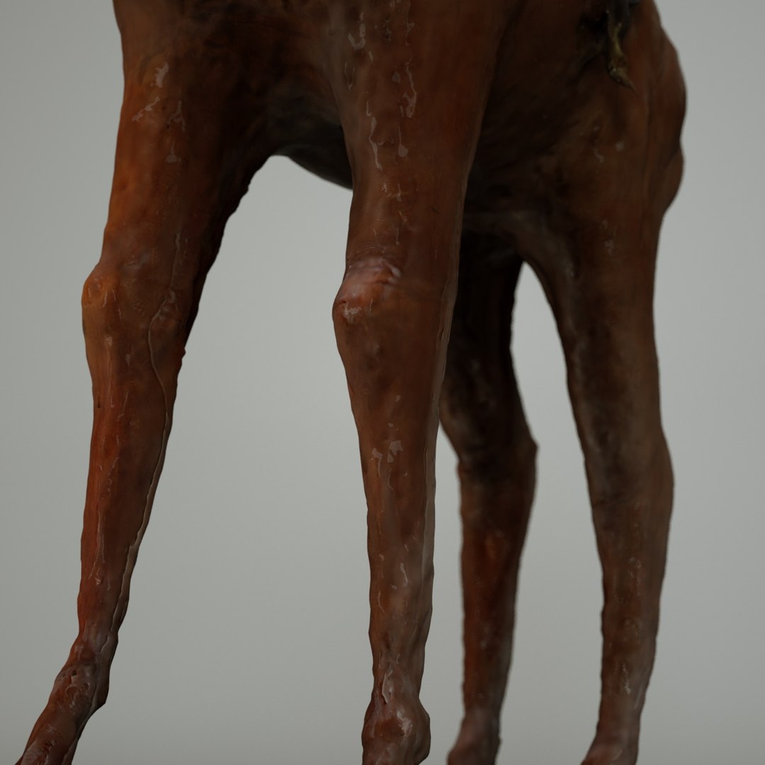Camel Scan 3d C4d