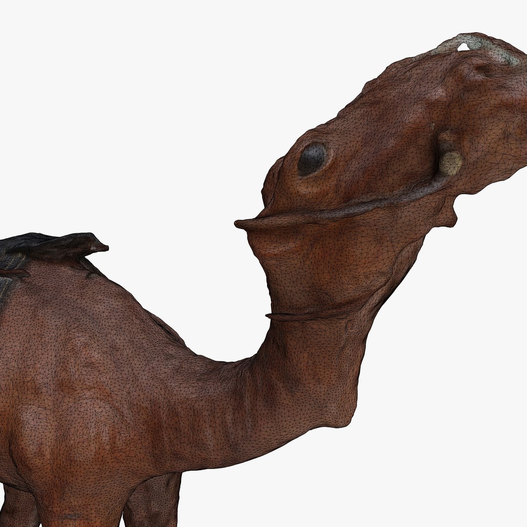 Camel Scan 3d C4d