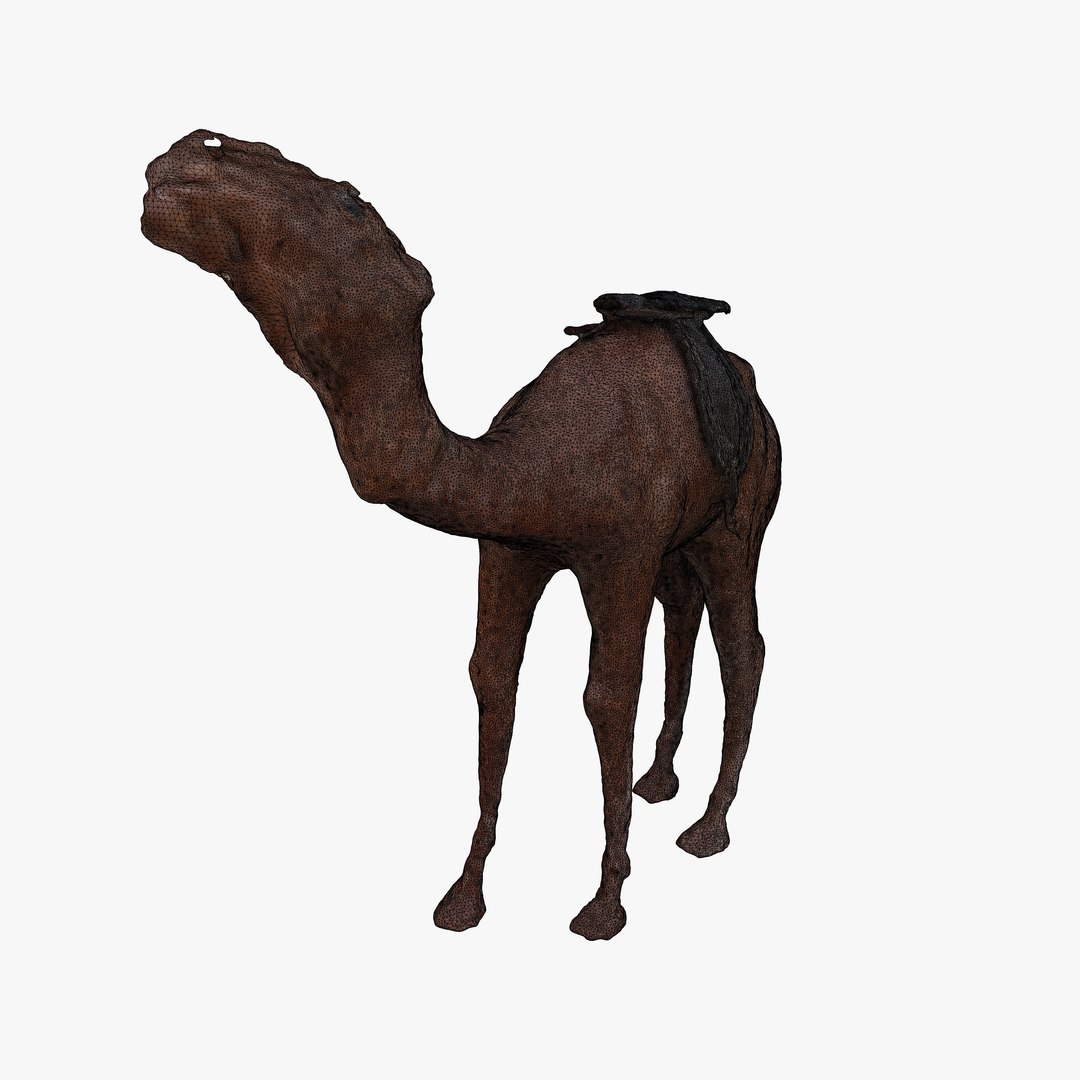 Camel Scan 3d C4d