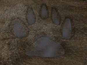 3D Animal-Paw Models | TurboSquid