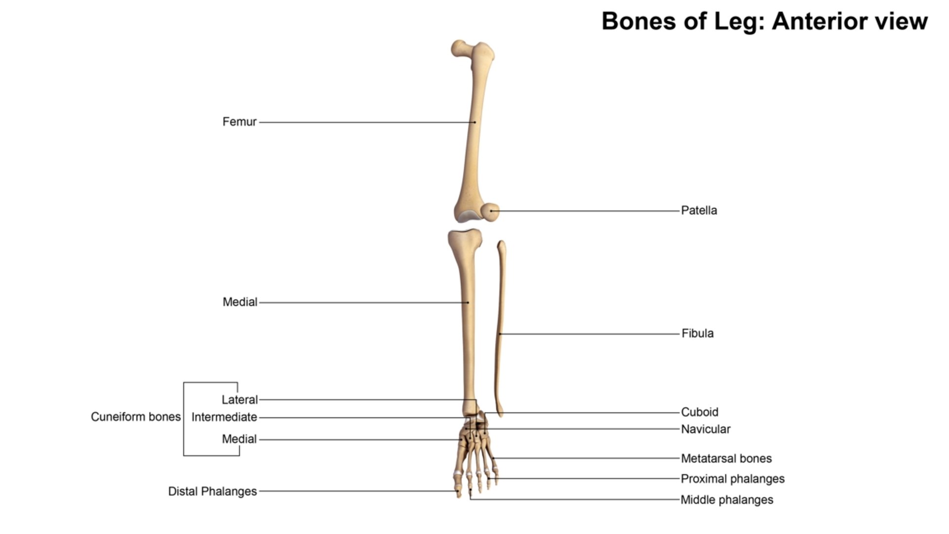 lower limbs 3d model