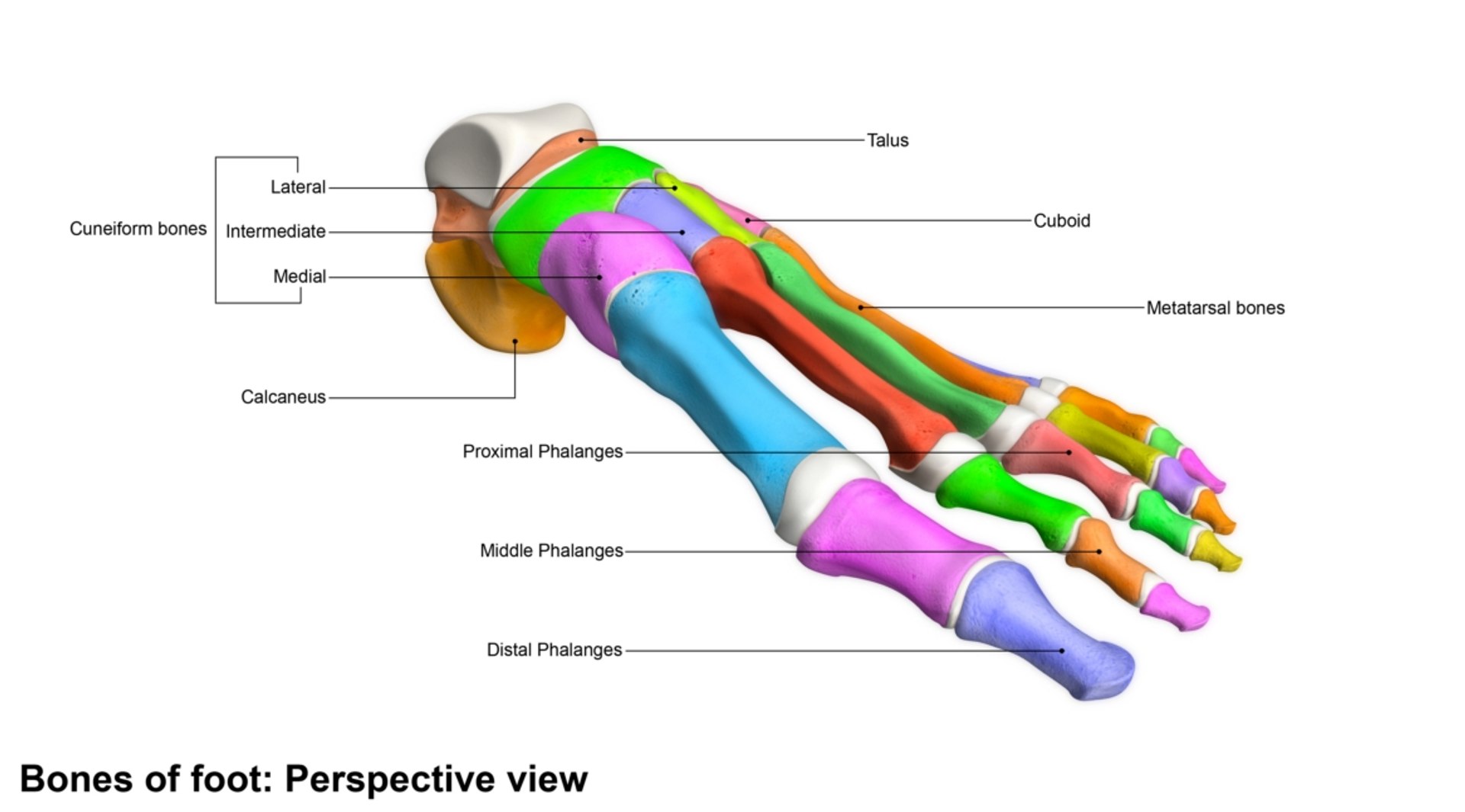 lower limbs 3d model