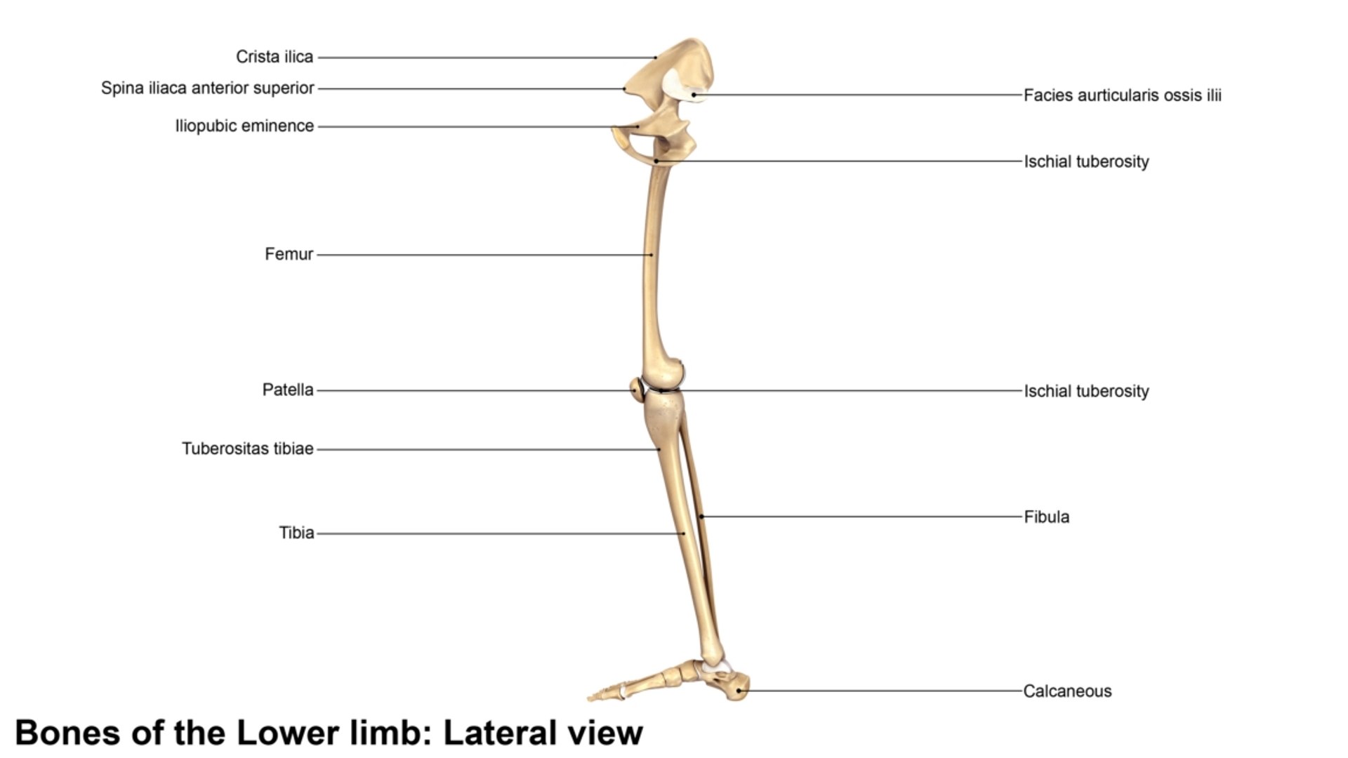 lower limbs 3d model