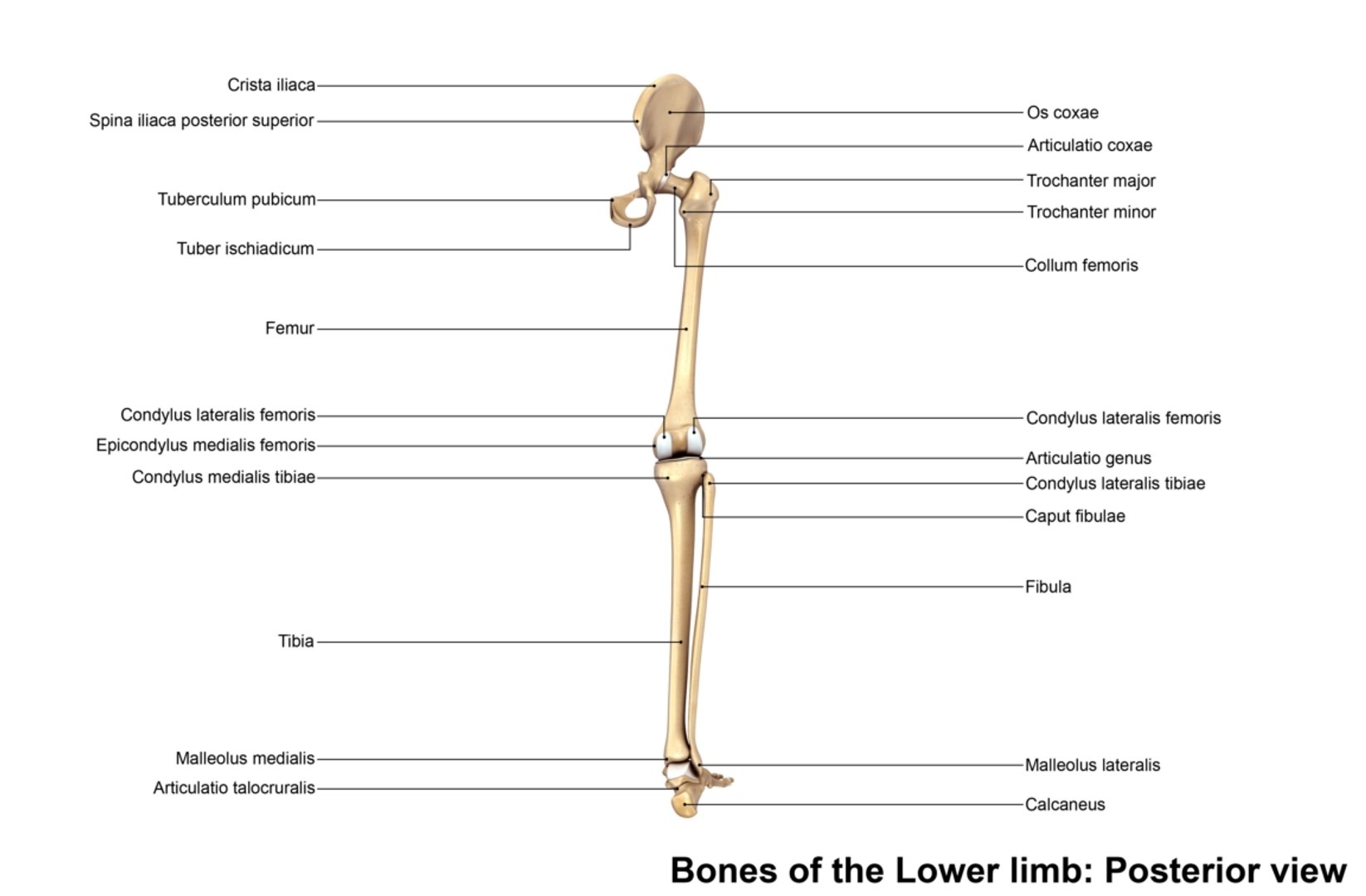 lower limbs 3d model
