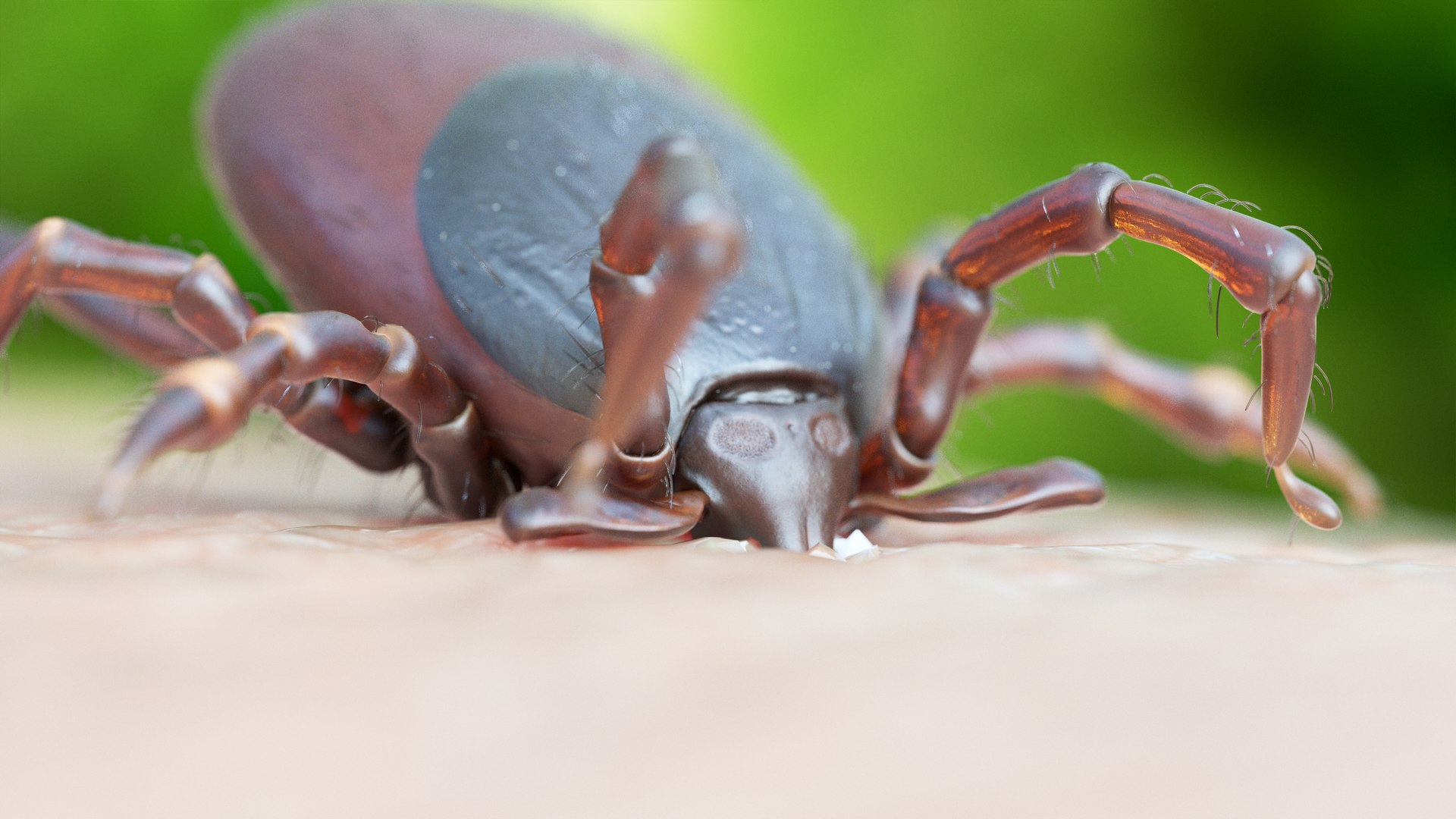 Tick Bite Animation Model - TurboSquid 1392381