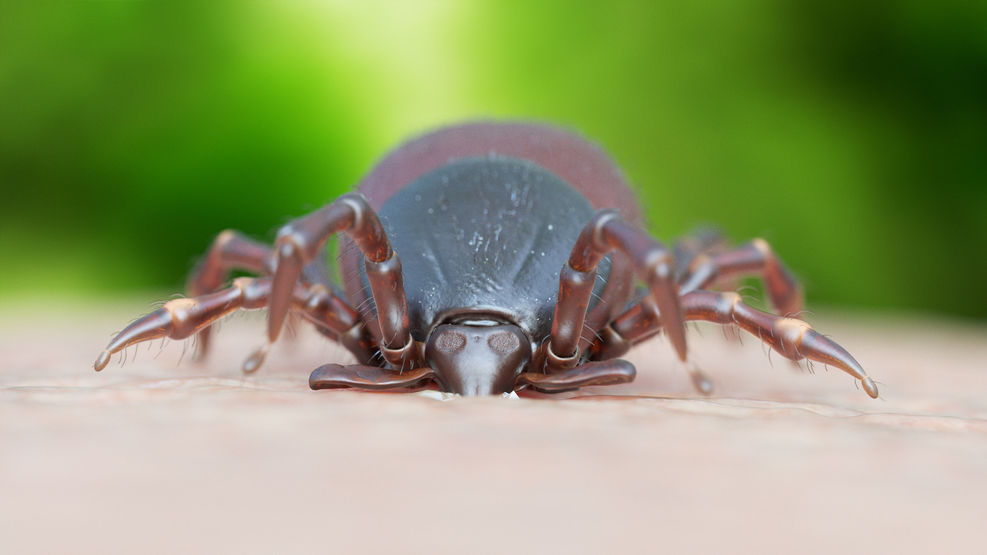 modelo 3d Garrapata mordida animada - TurboSquid 1392381