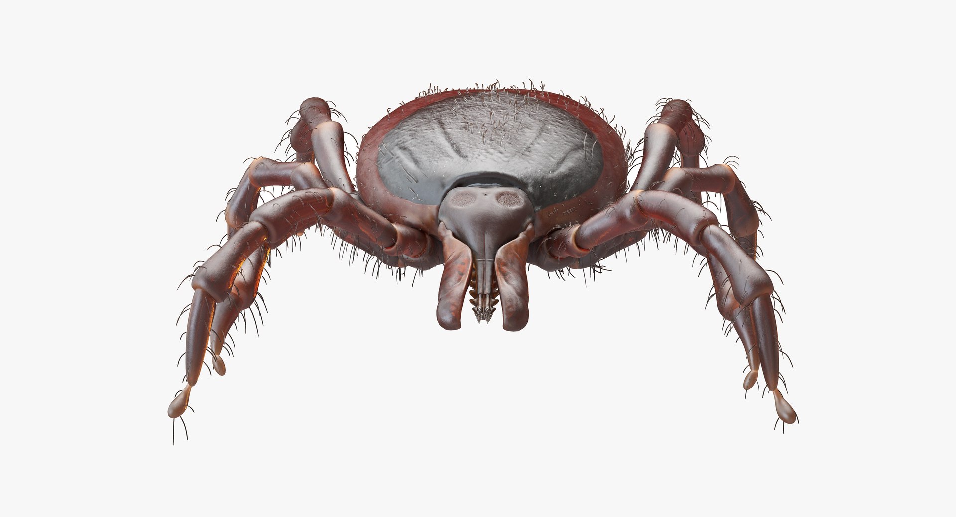 Tick Bite Animation Model - TurboSquid 1392381