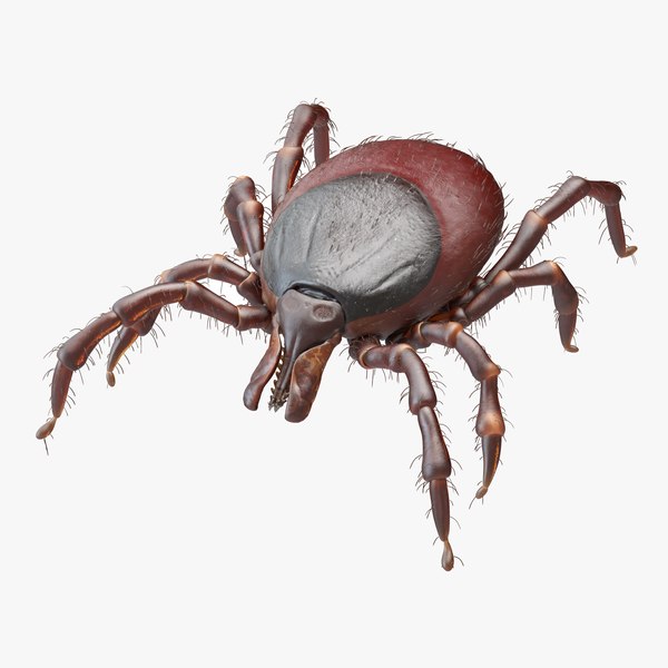 Tick Bite Animated Modelo 3D - TurboSquid 1392381
