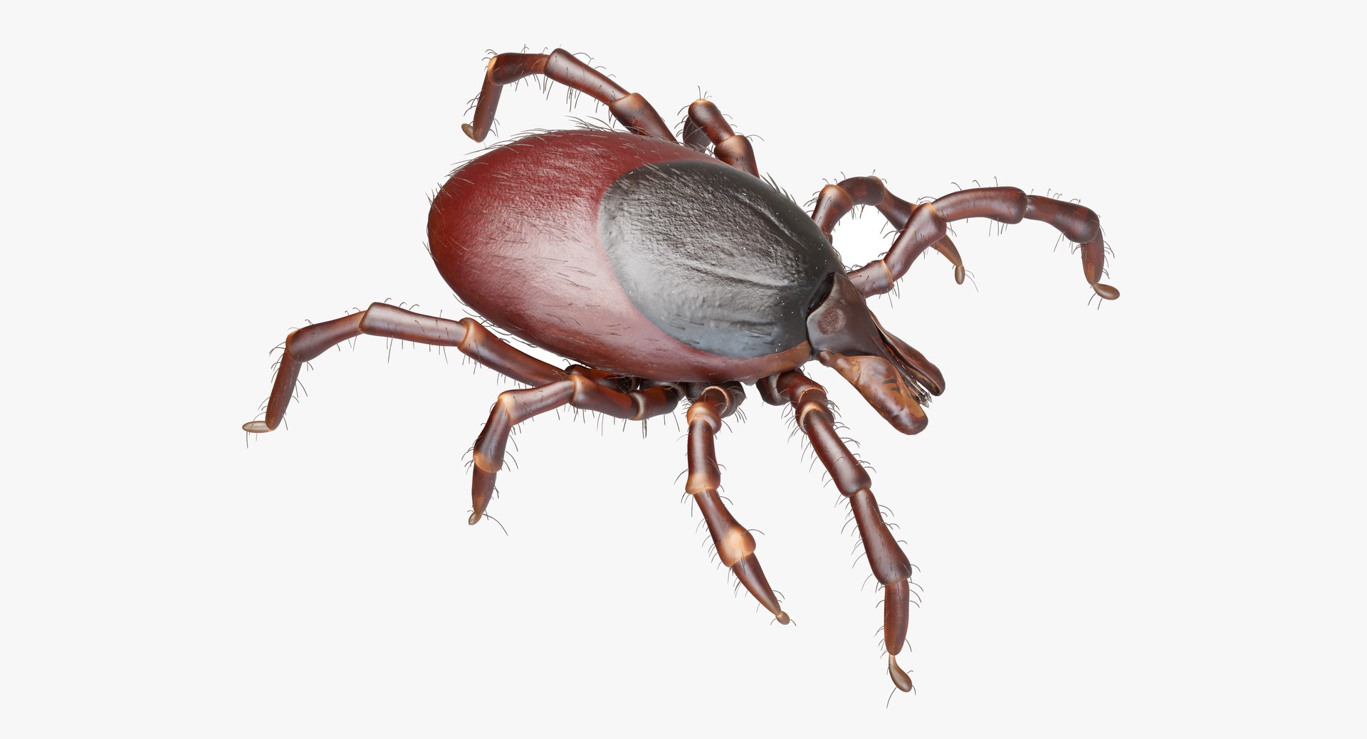 Tick Bite Animation Model - TurboSquid 1392381
