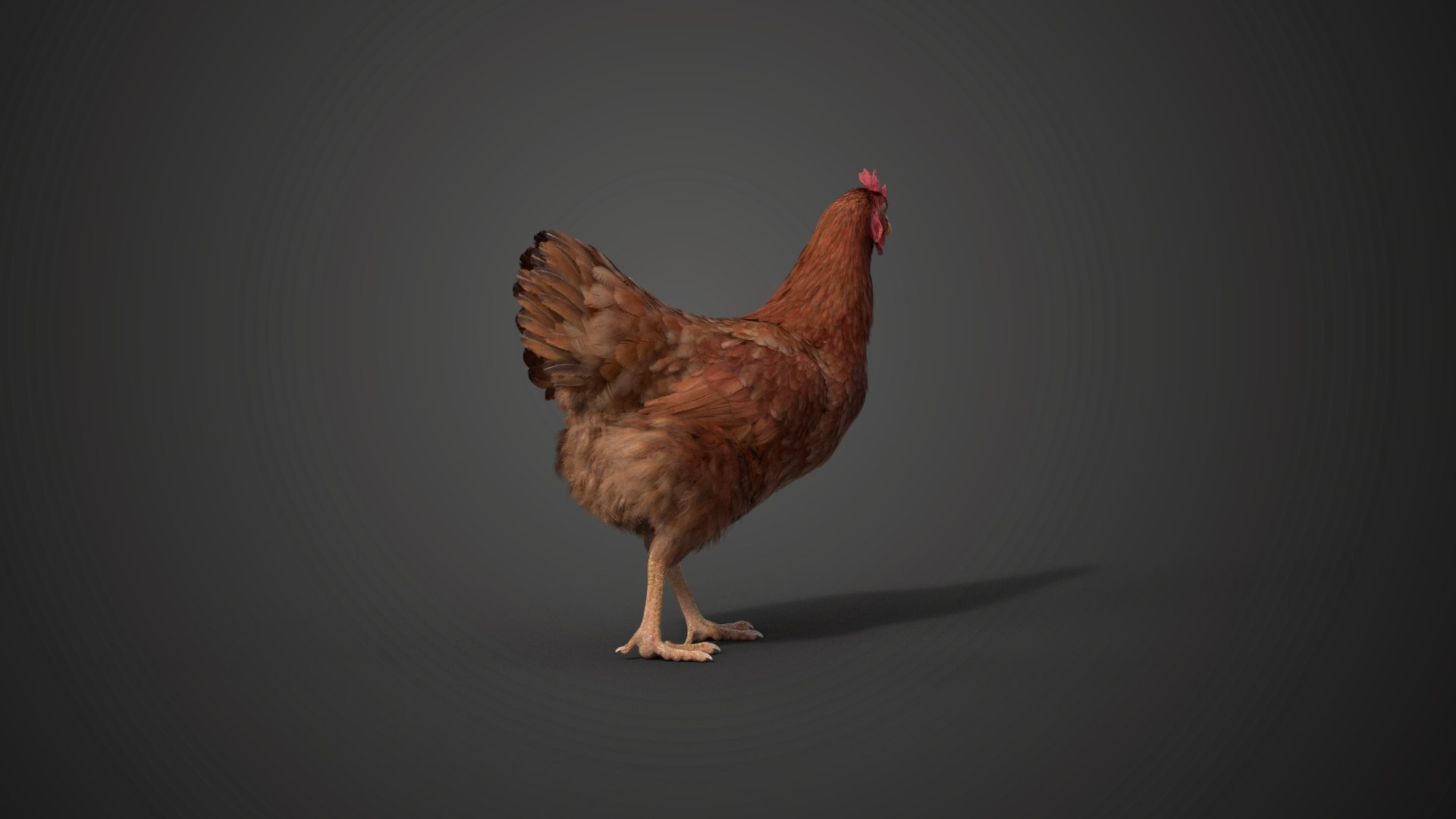 3D Model Red Hen Animated - TurboSquid 2078847