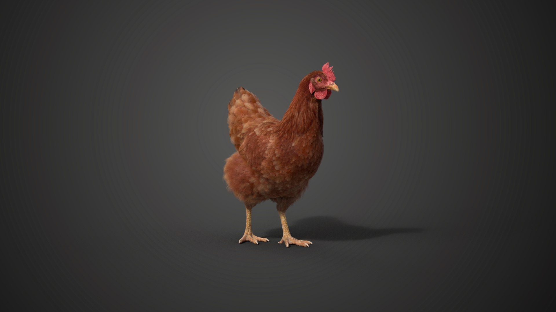 3D Model Red Hen Animated - TurboSquid 2078847