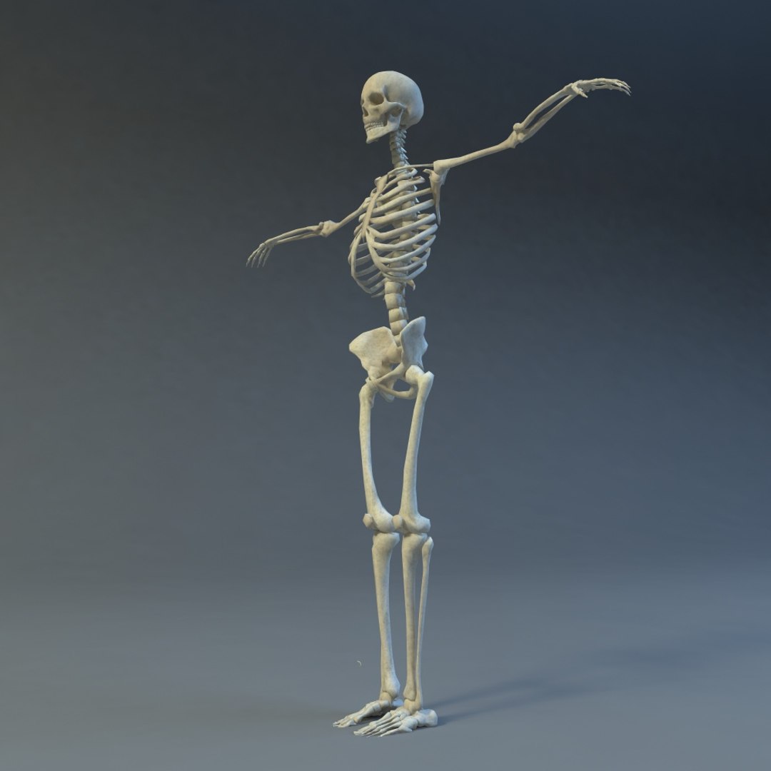 Skeleton 3d 3ds
