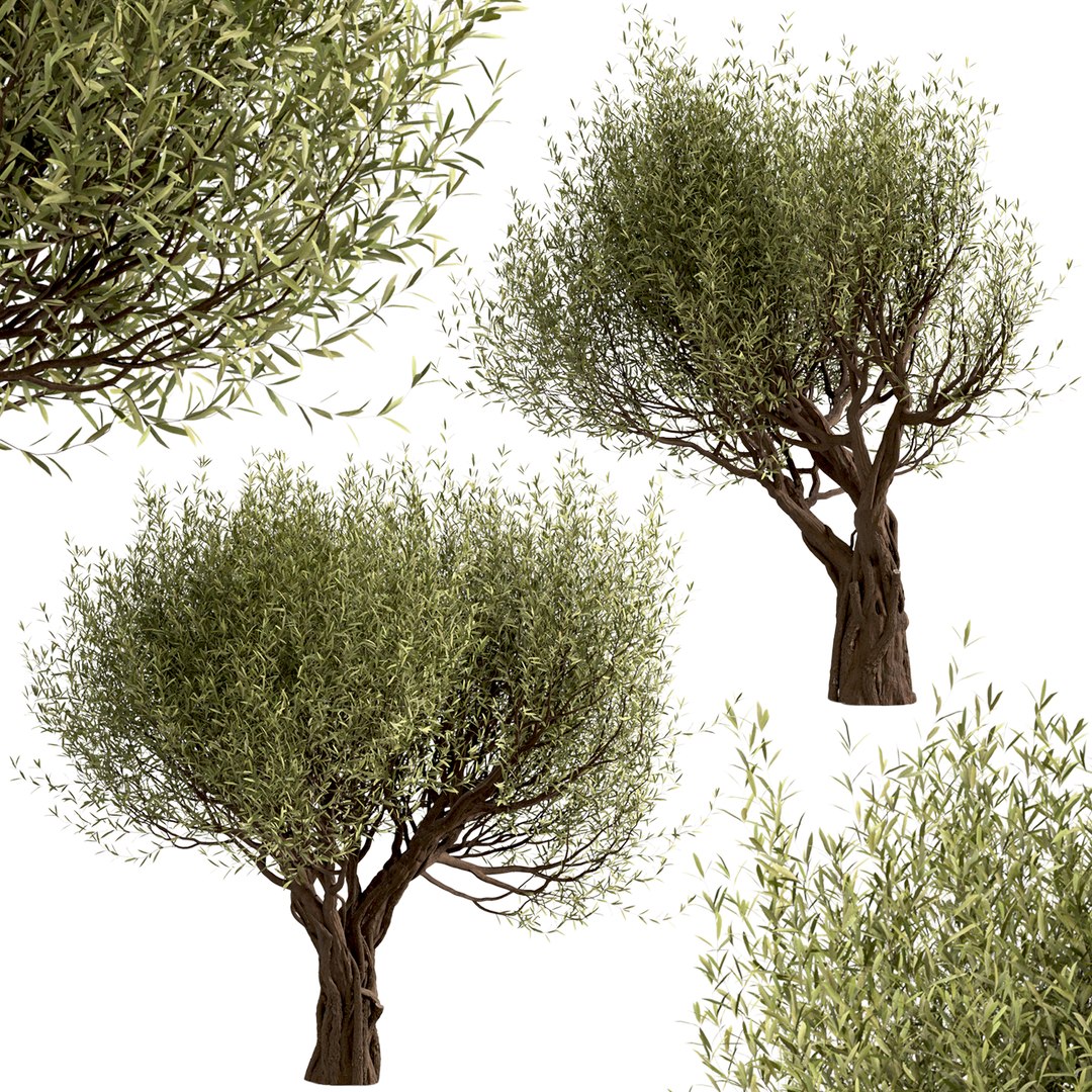 3D Set Of Olive Or Olea Europaea Trees - 2 Trees Model - TurboSquid 1996526