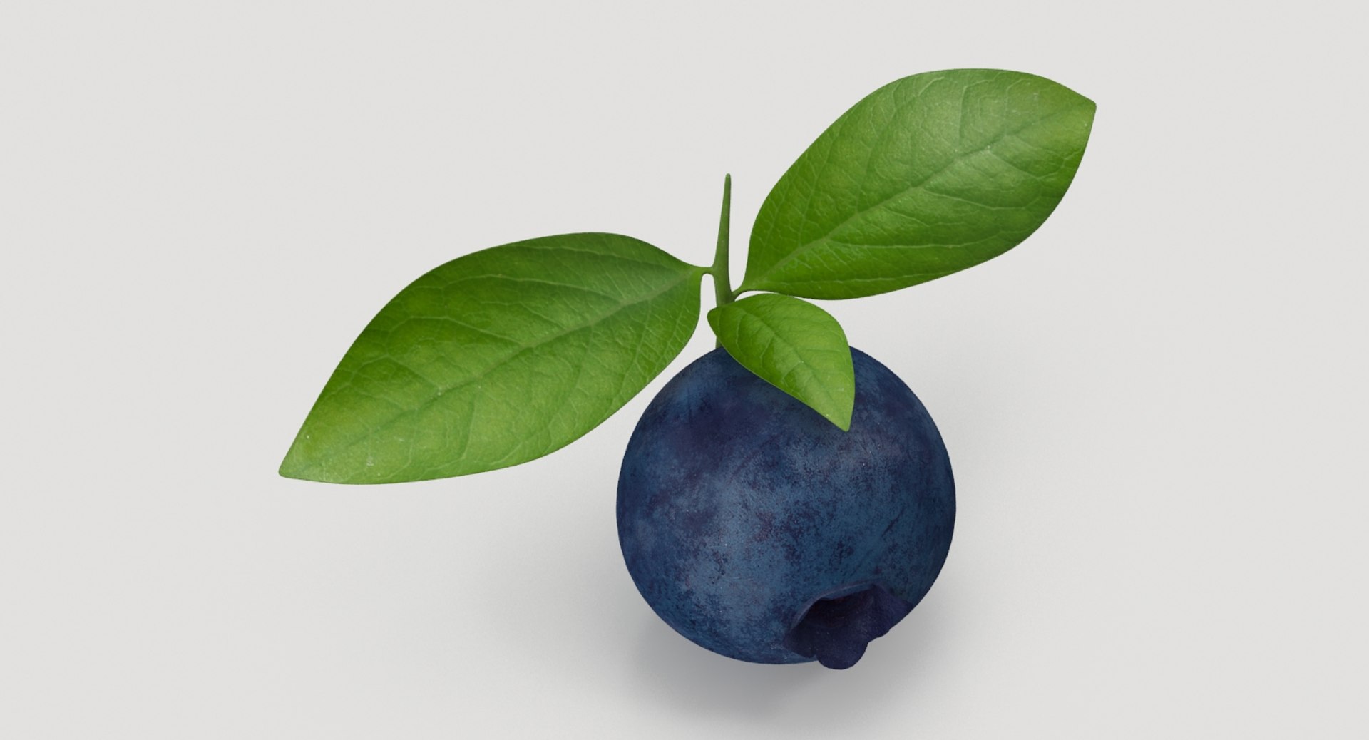 blueberry leaves max