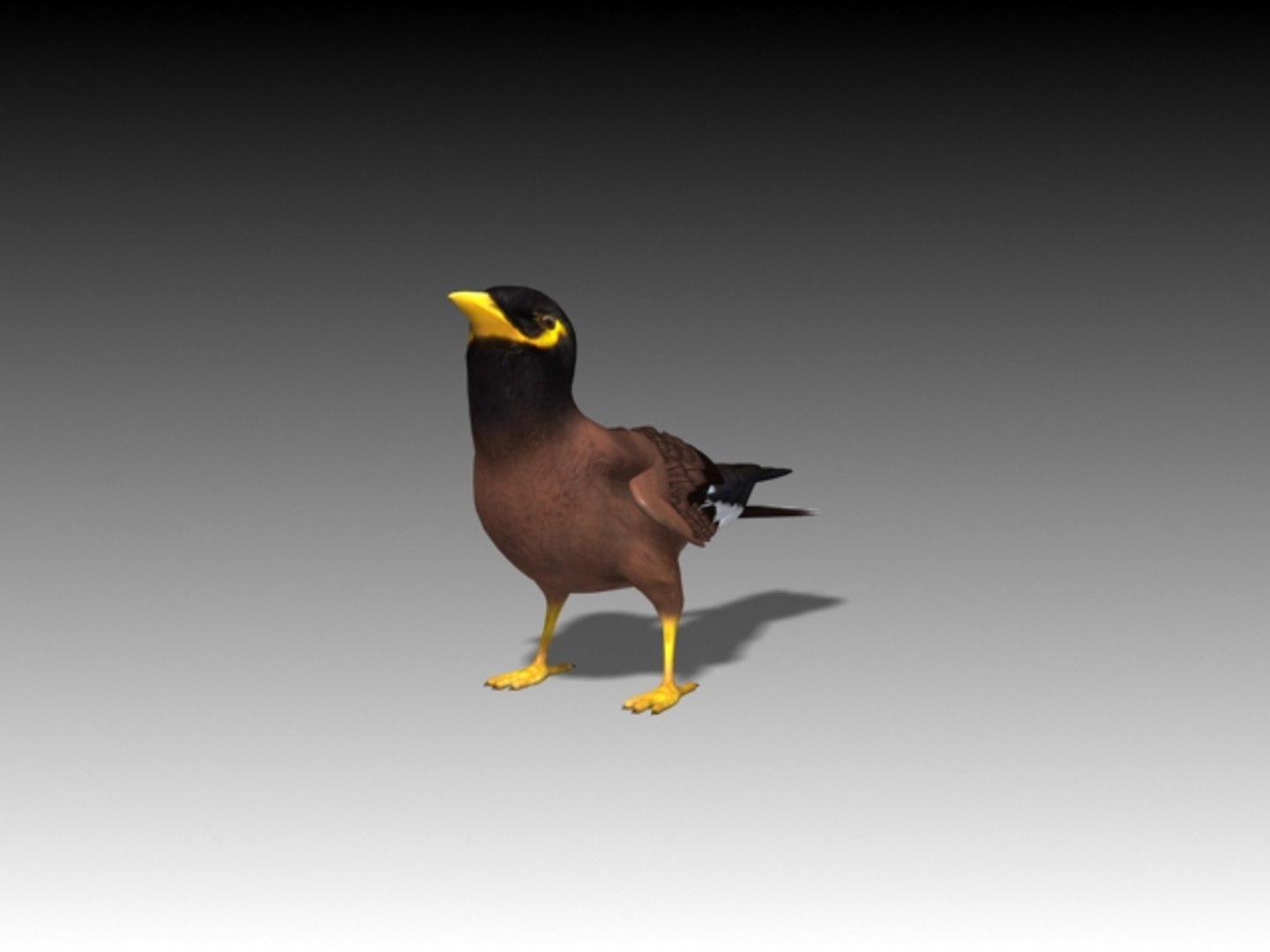Maynah Bird Rigged 3d Max