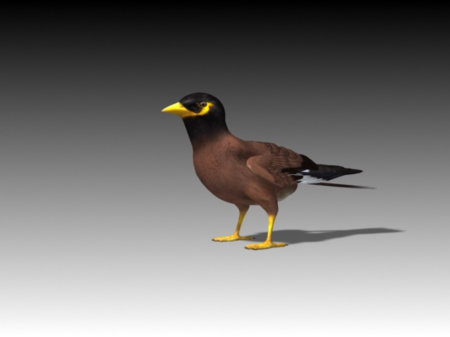 Maynah Bird Rigged 3d Max