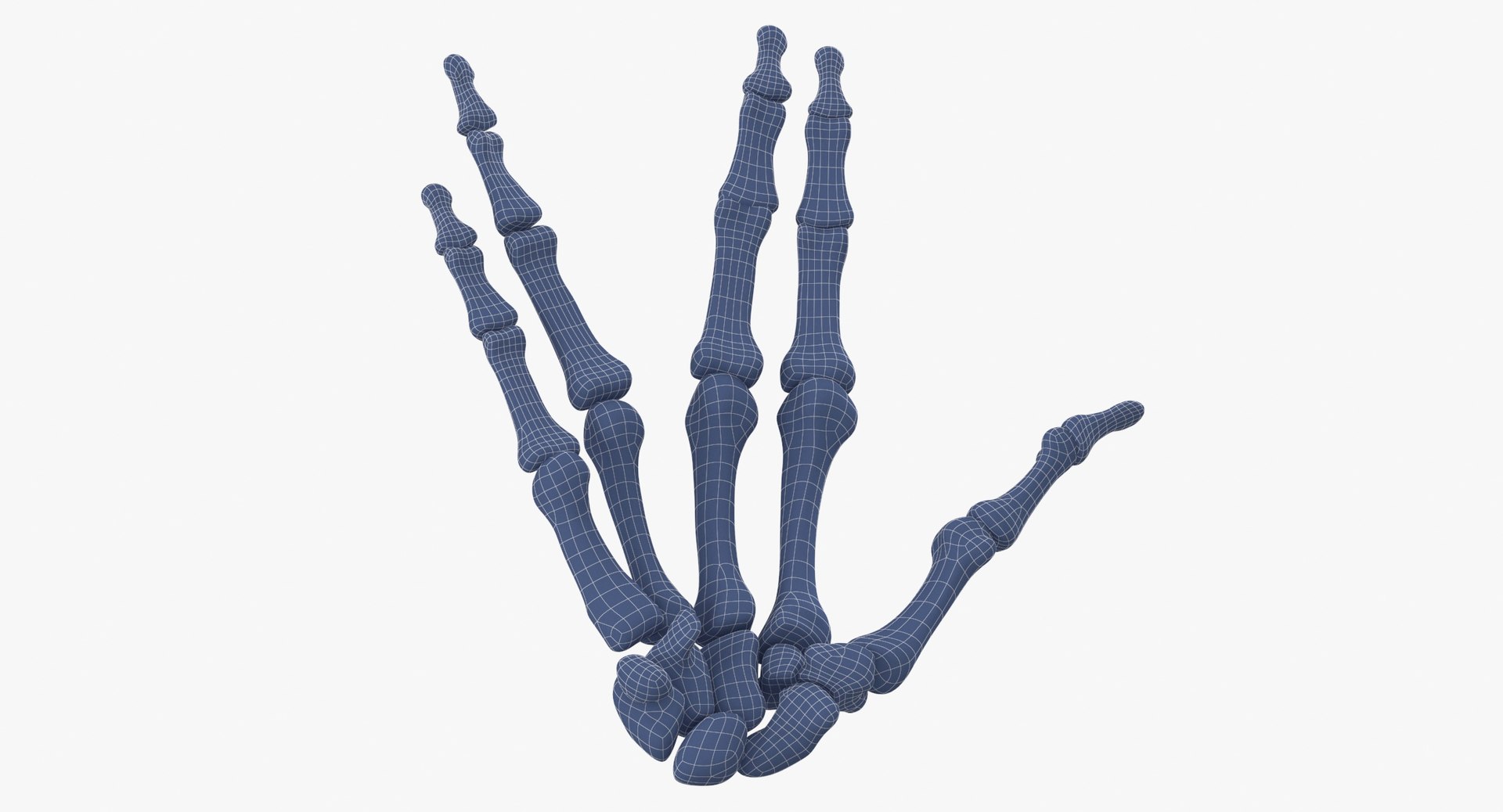 Real Human Hand Bones Model - TurboSquid 1614330