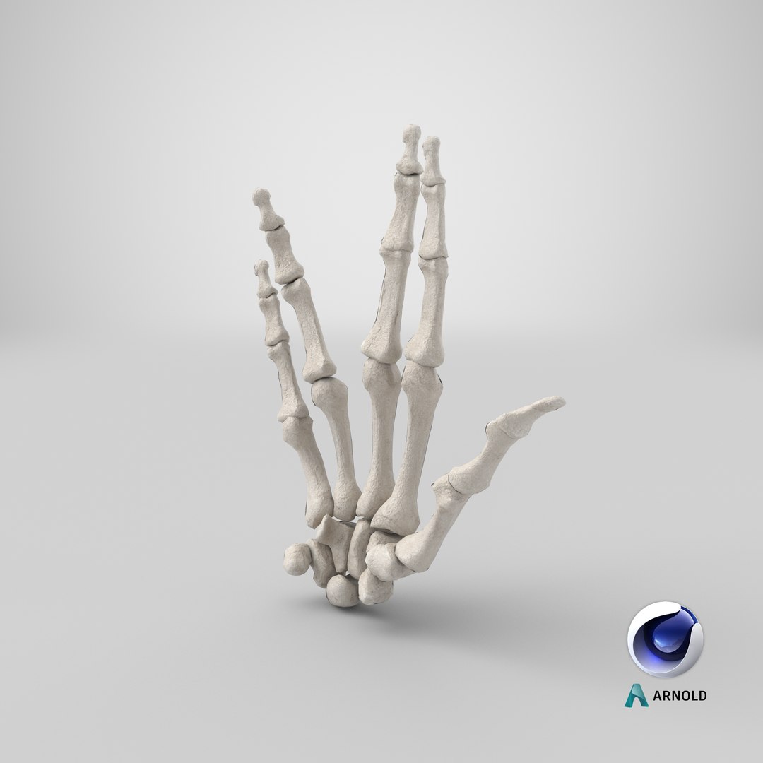 Real Human Hand Bones Model - TurboSquid 1614330