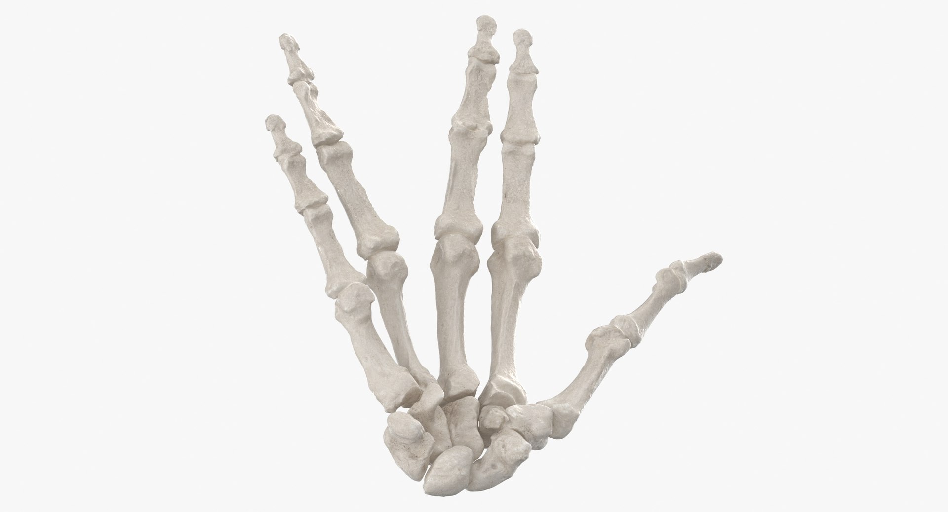 Real Human Hand Bones Model - TurboSquid 1614330