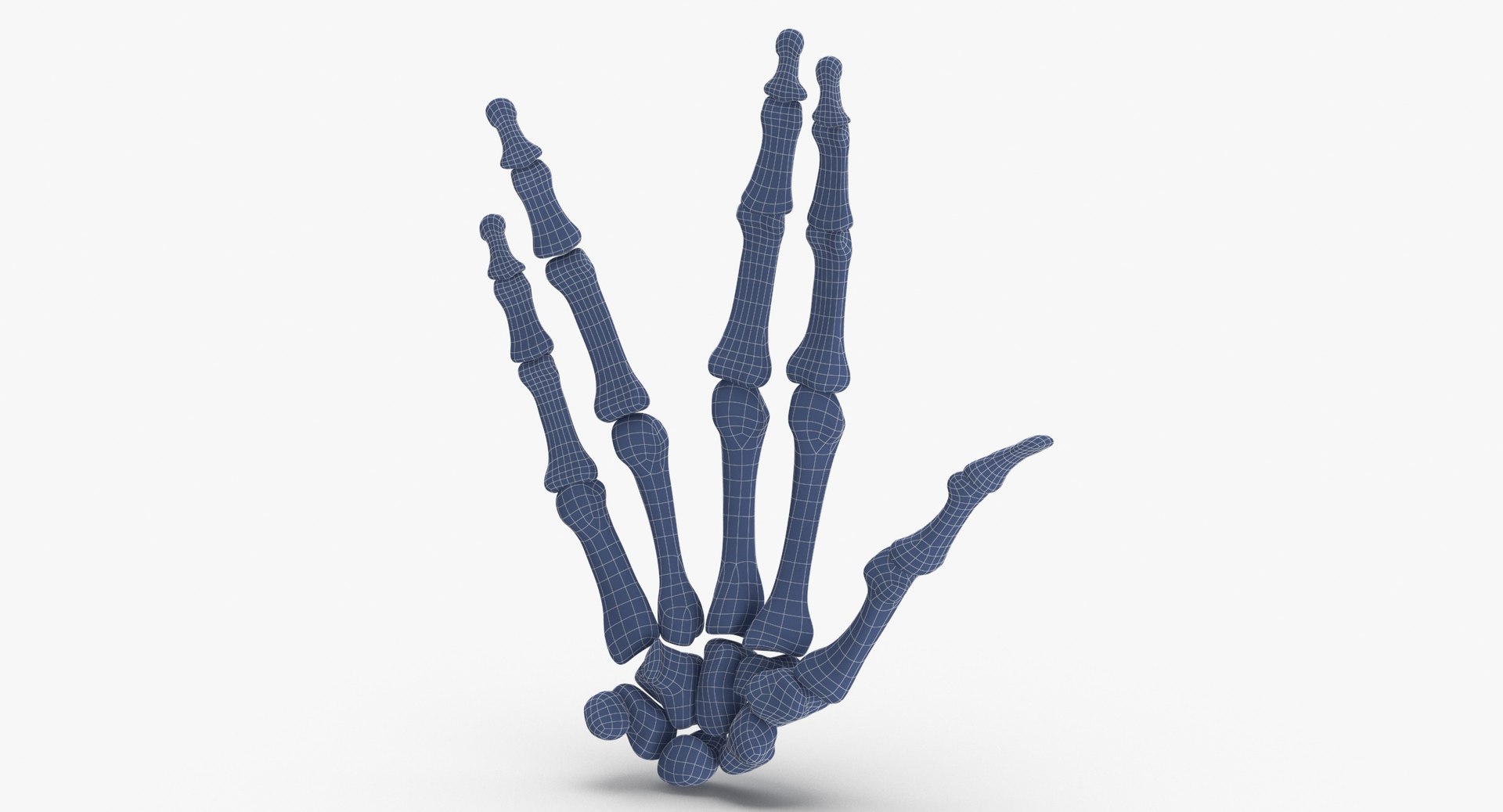 Real Human Hand Bones Model - TurboSquid 1614330