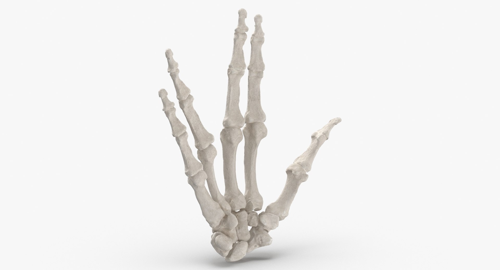 Real Human Hand Bones Model - TurboSquid 1614330