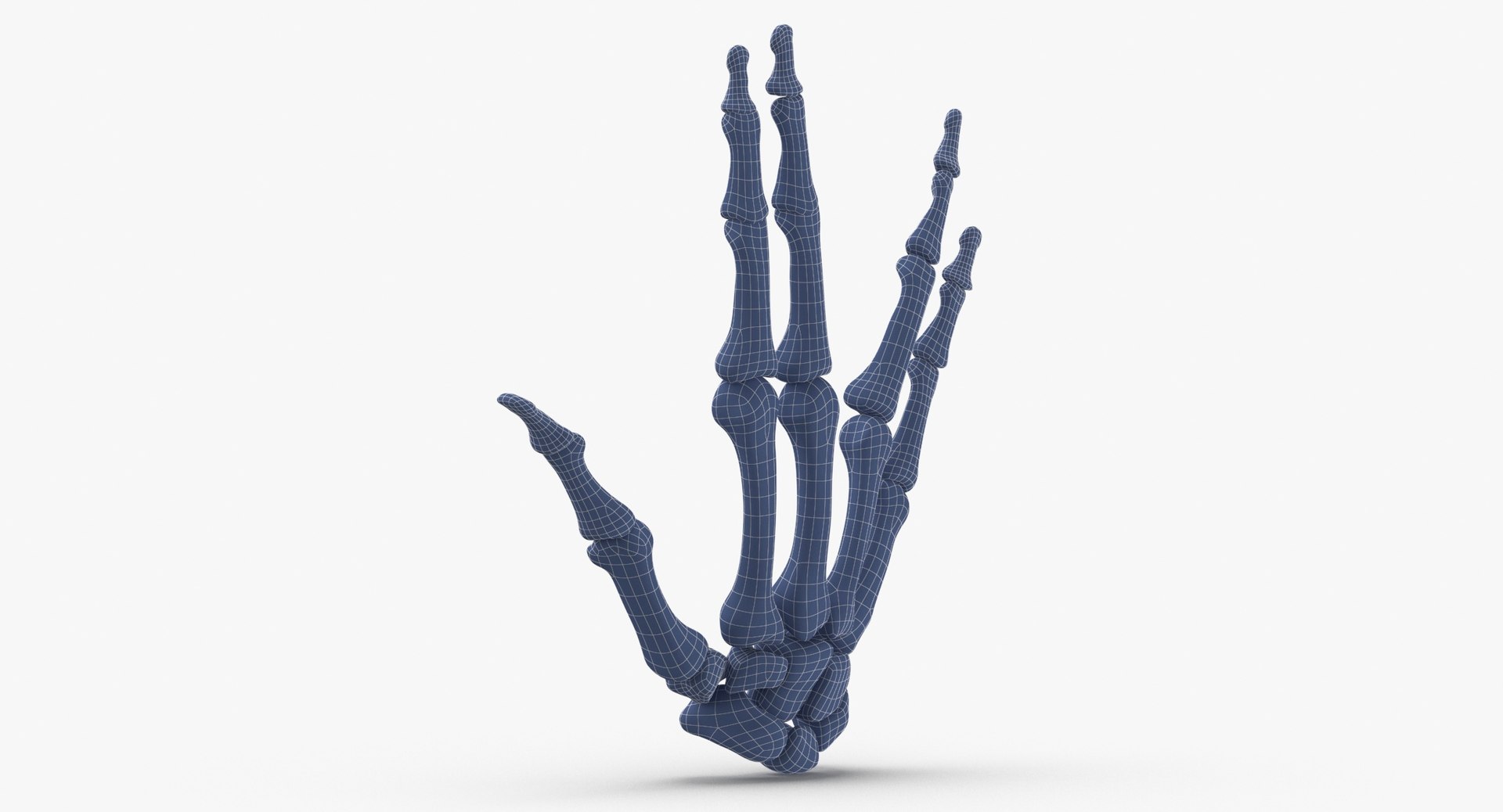 Real Human Hand Bones Model - TurboSquid 1614330