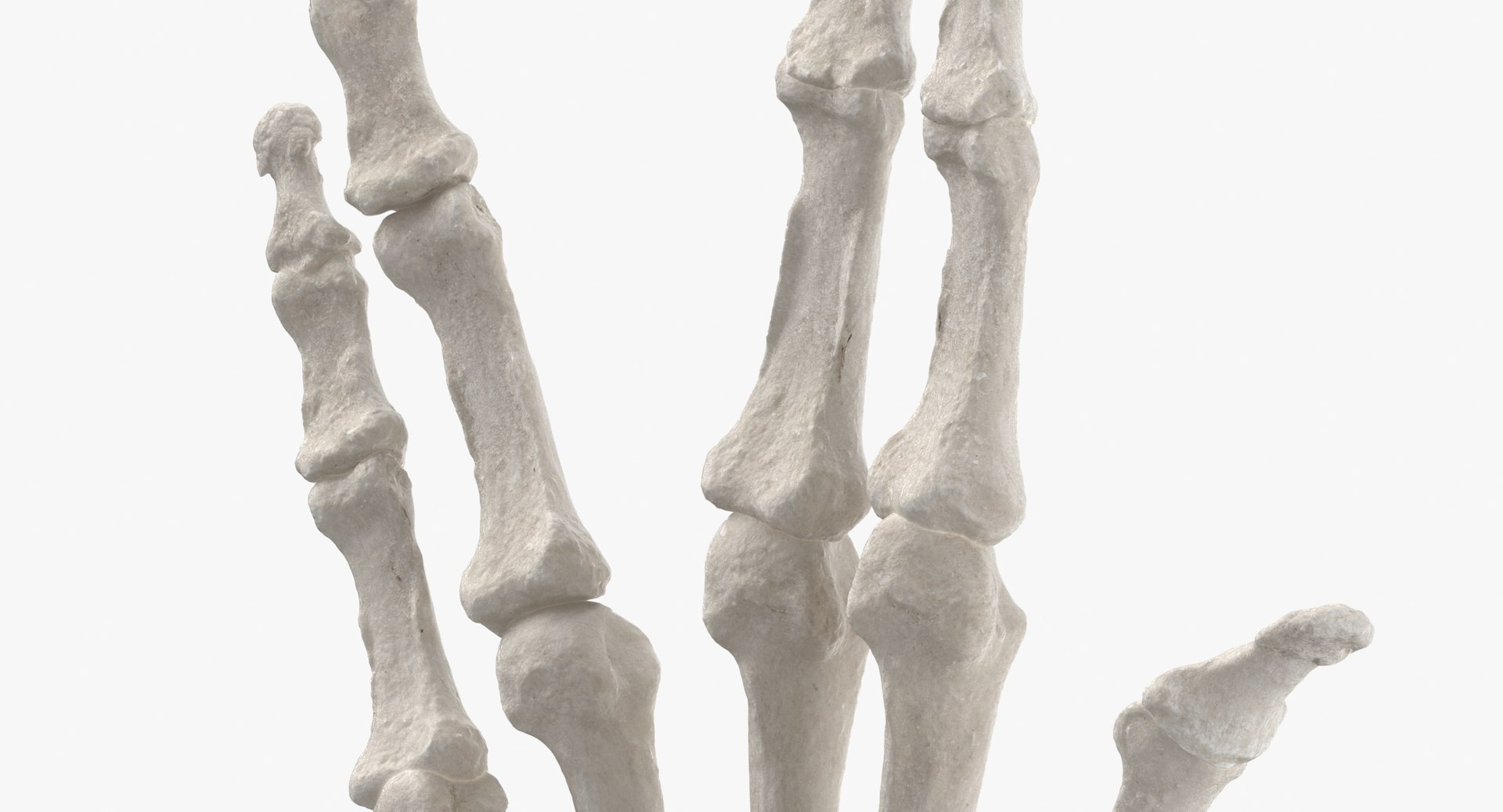 Real Human Hand Bones Model - TurboSquid 1614330
