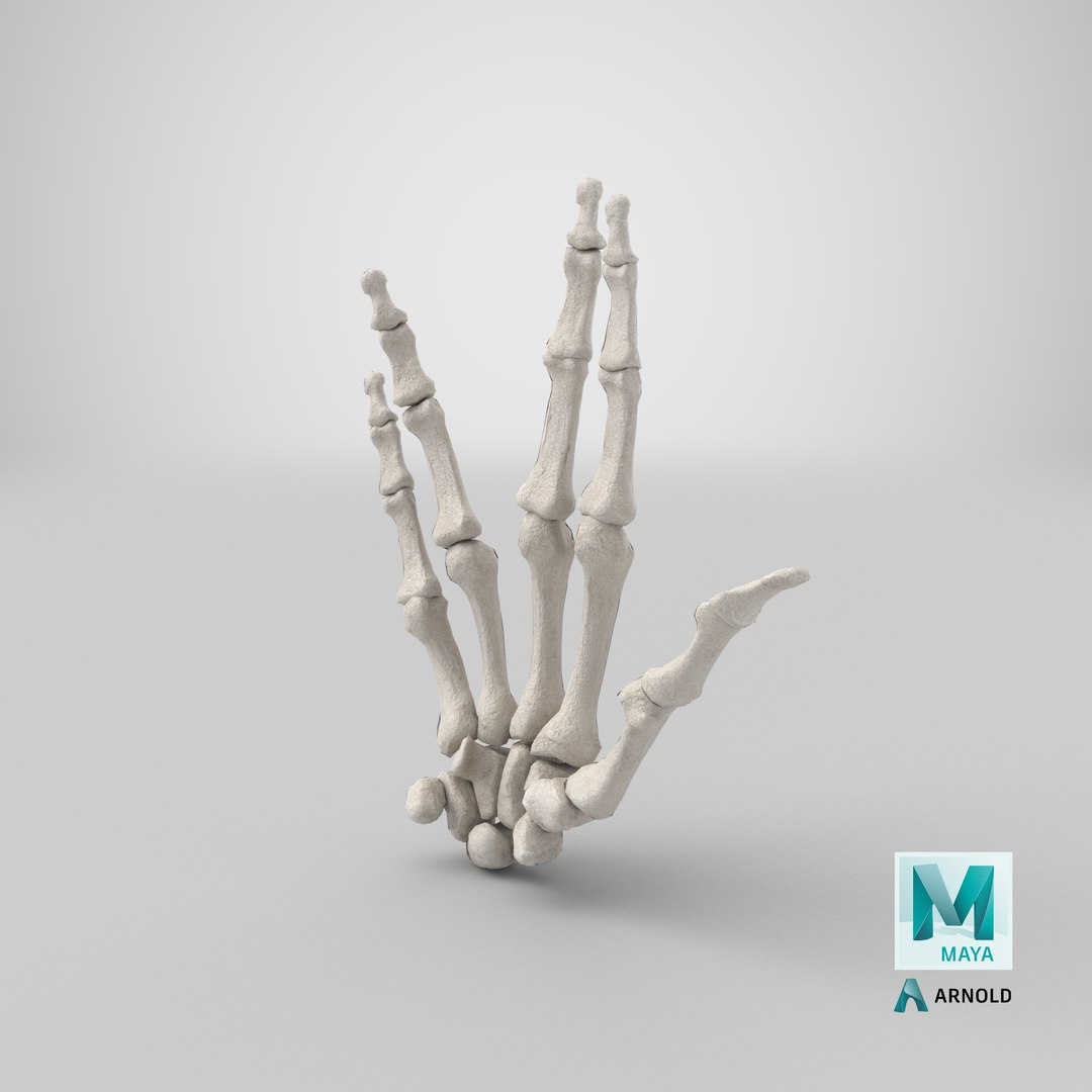 Real human hand bones model - TurboSquid 1614330