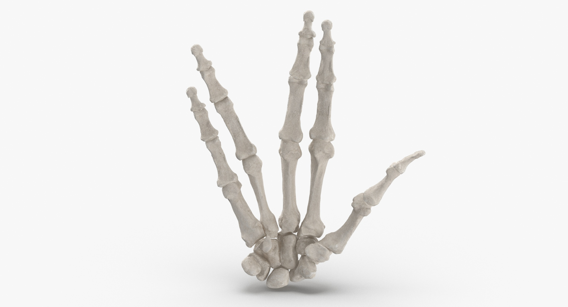 Real Human Hand Bones Model - TurboSquid 1614330