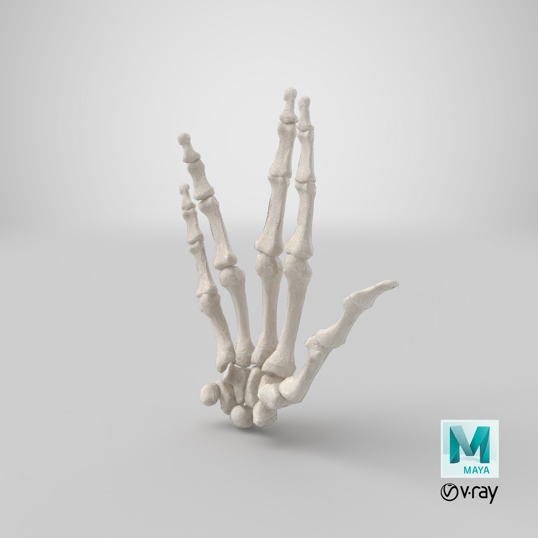 Real human hand bones model - TurboSquid 1614330