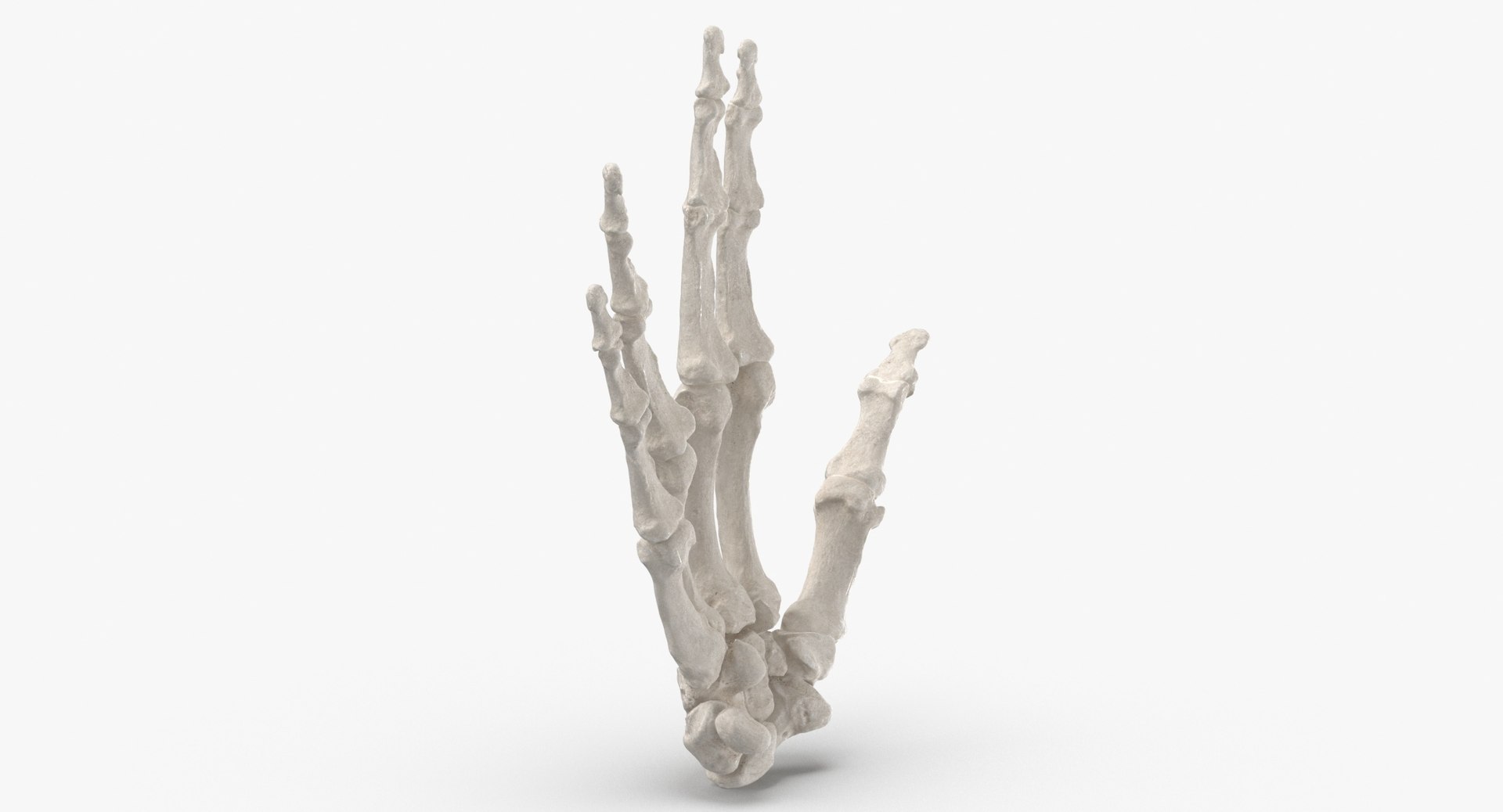 Real Human Hand Bones Model - TurboSquid 1614330
