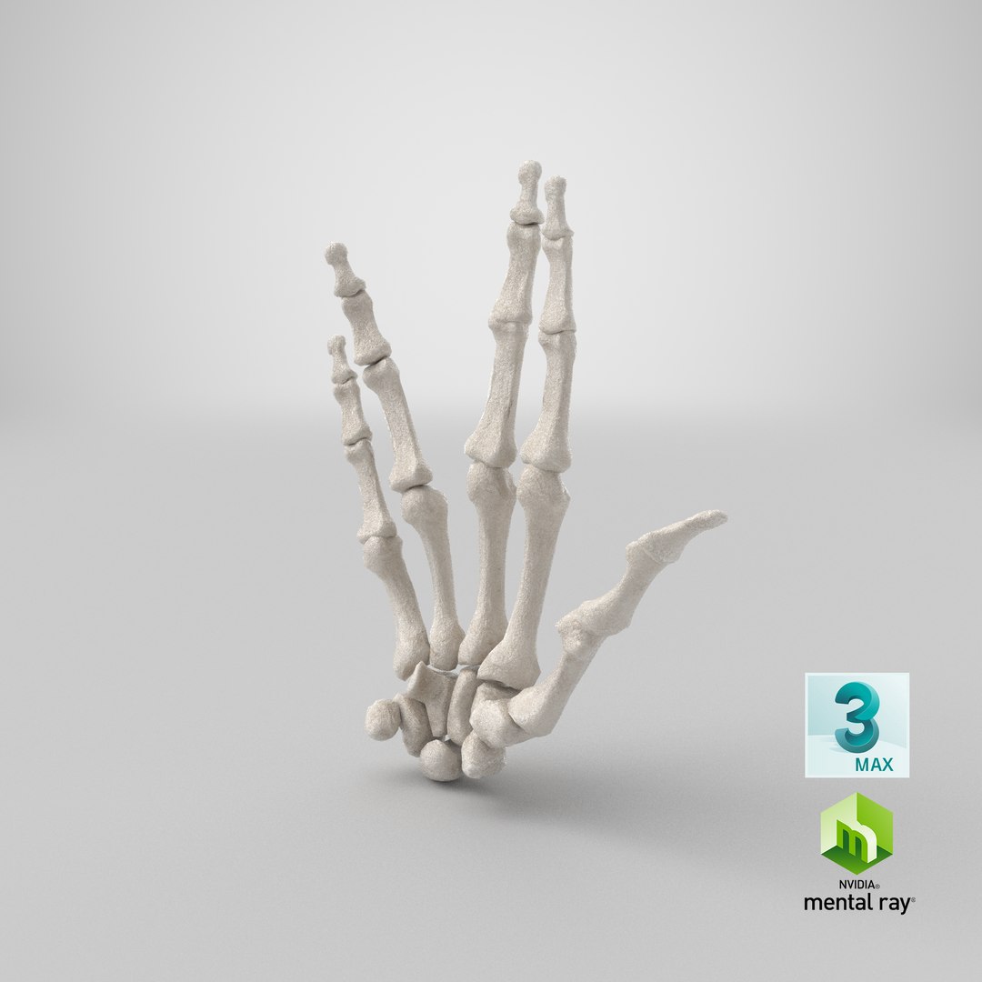 Real human hand bones model - TurboSquid 1614330