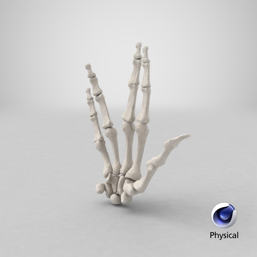 Real Human Hand Bones Model - TurboSquid 1614330