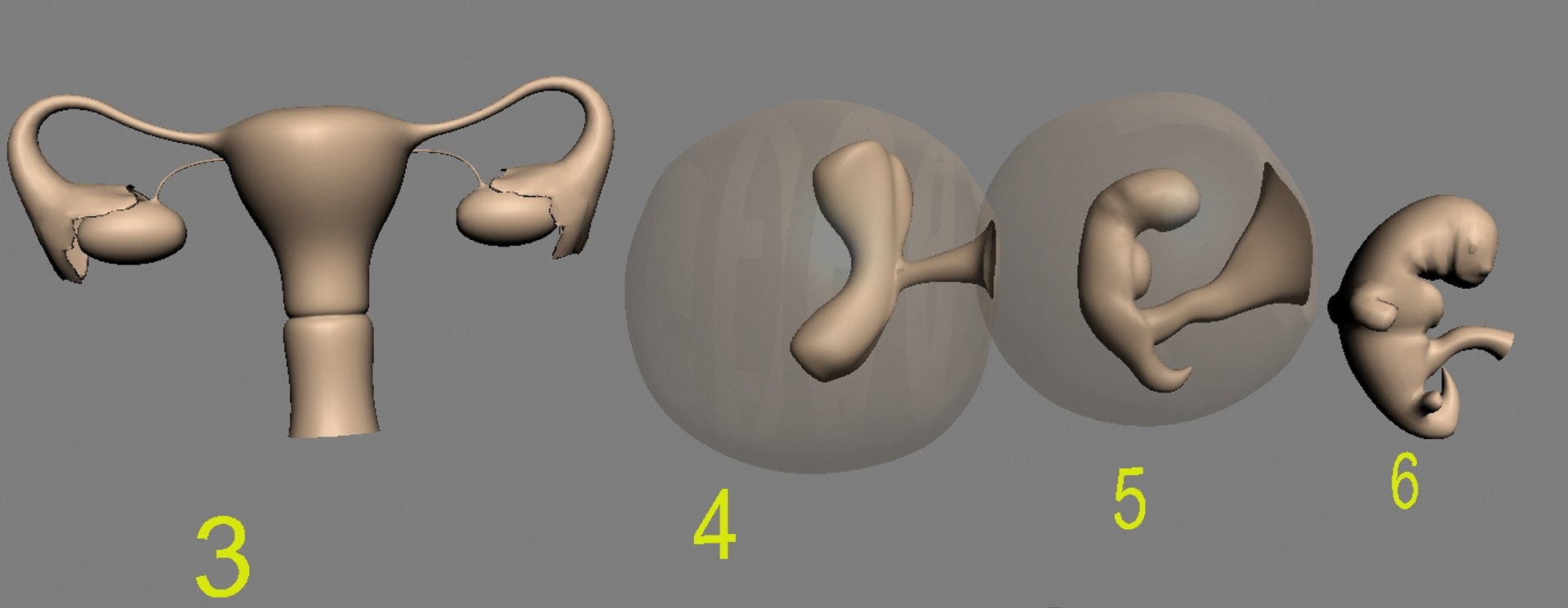 3d 42 Fetus Development Ovary