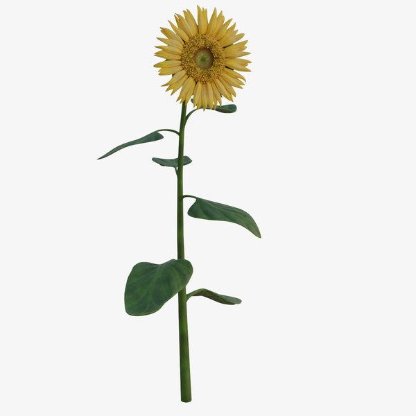 Sunflower 3D Models for Download | TurboSquid