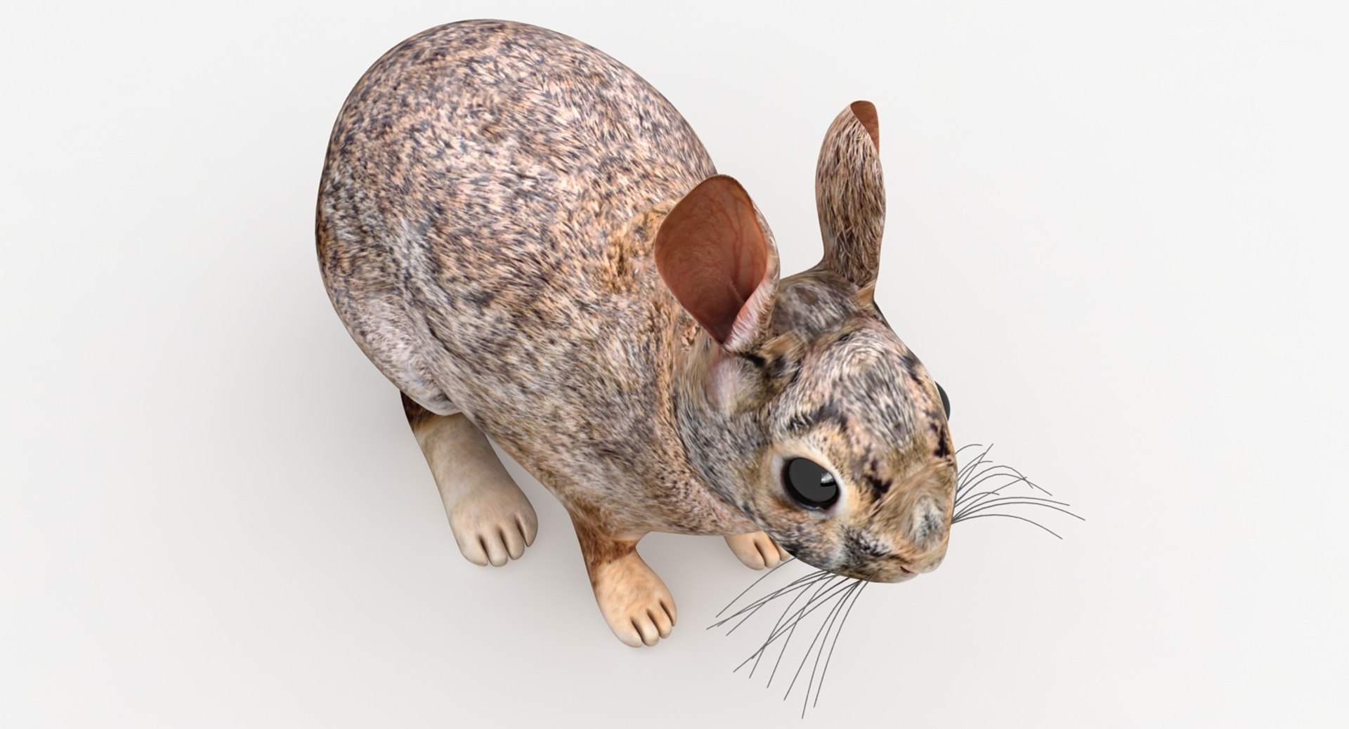 Realistic Rabbit 3D Model - TurboSquid 1307932