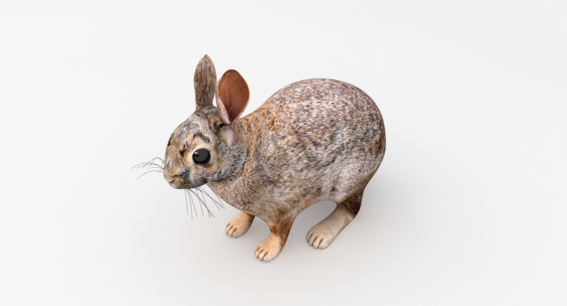 Realistic Rabbit 3D Model - TurboSquid 1307932