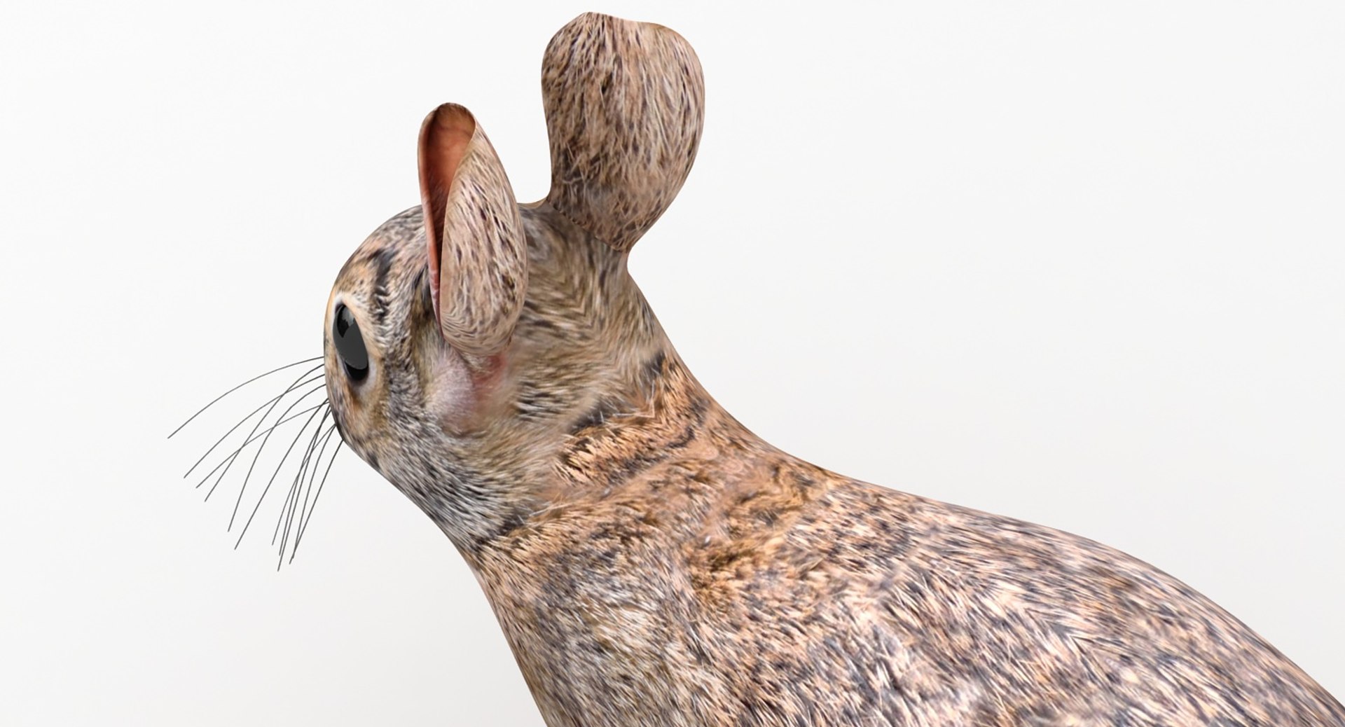 Realistic Rabbit 3D Model - TurboSquid 1307932