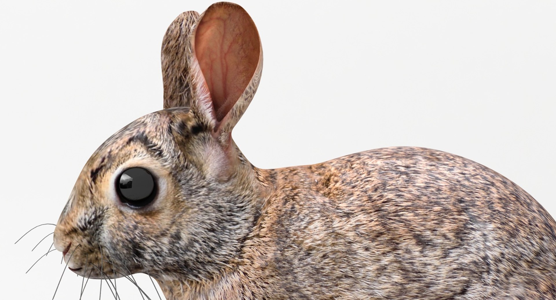 Realistic Rabbit 3D Model - TurboSquid 1307932