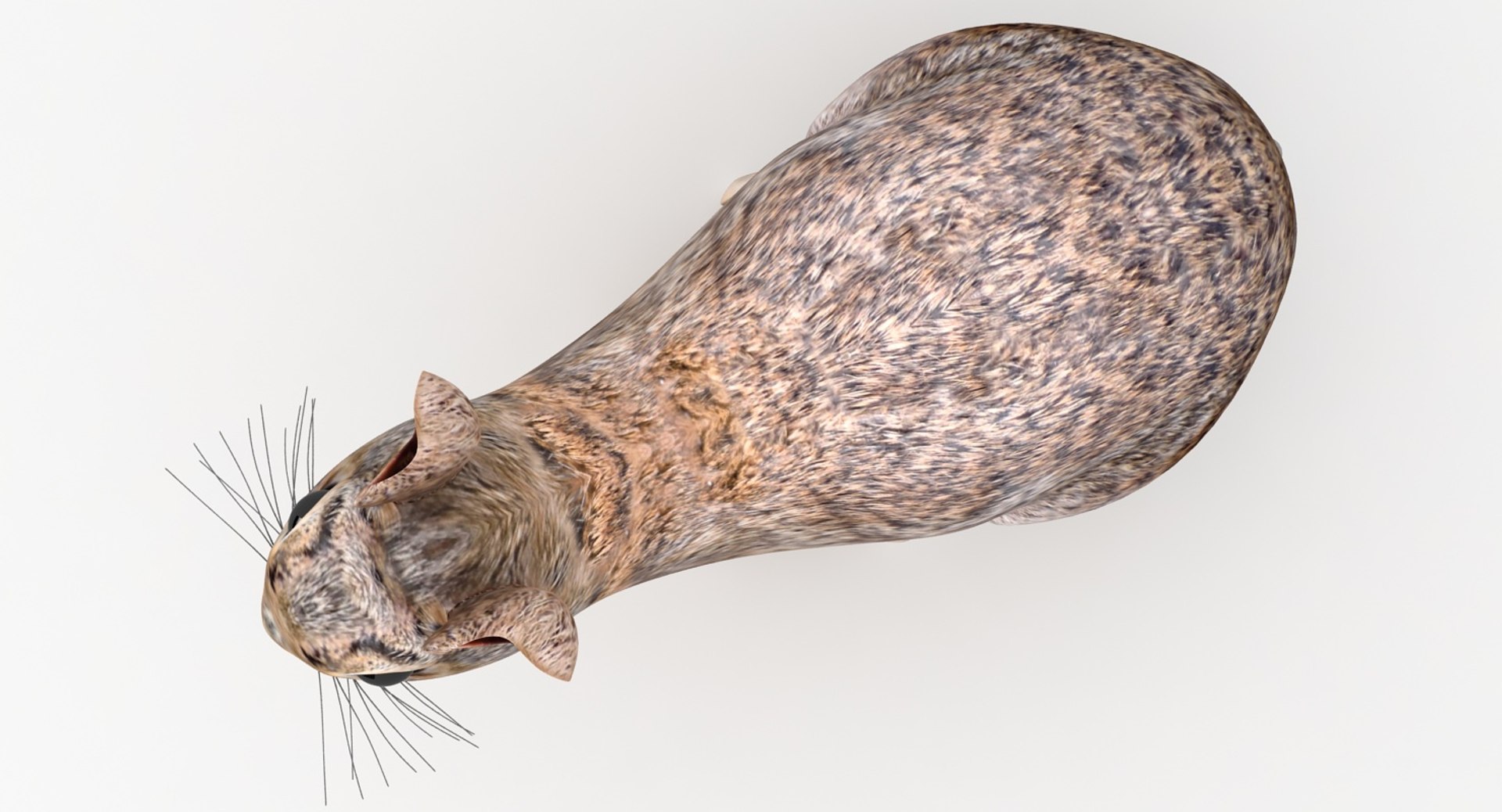 Realistic Rabbit 3D Model - TurboSquid 1307932