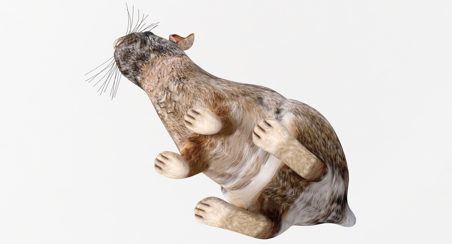 Realistic Rabbit 3D Model - TurboSquid 1307932