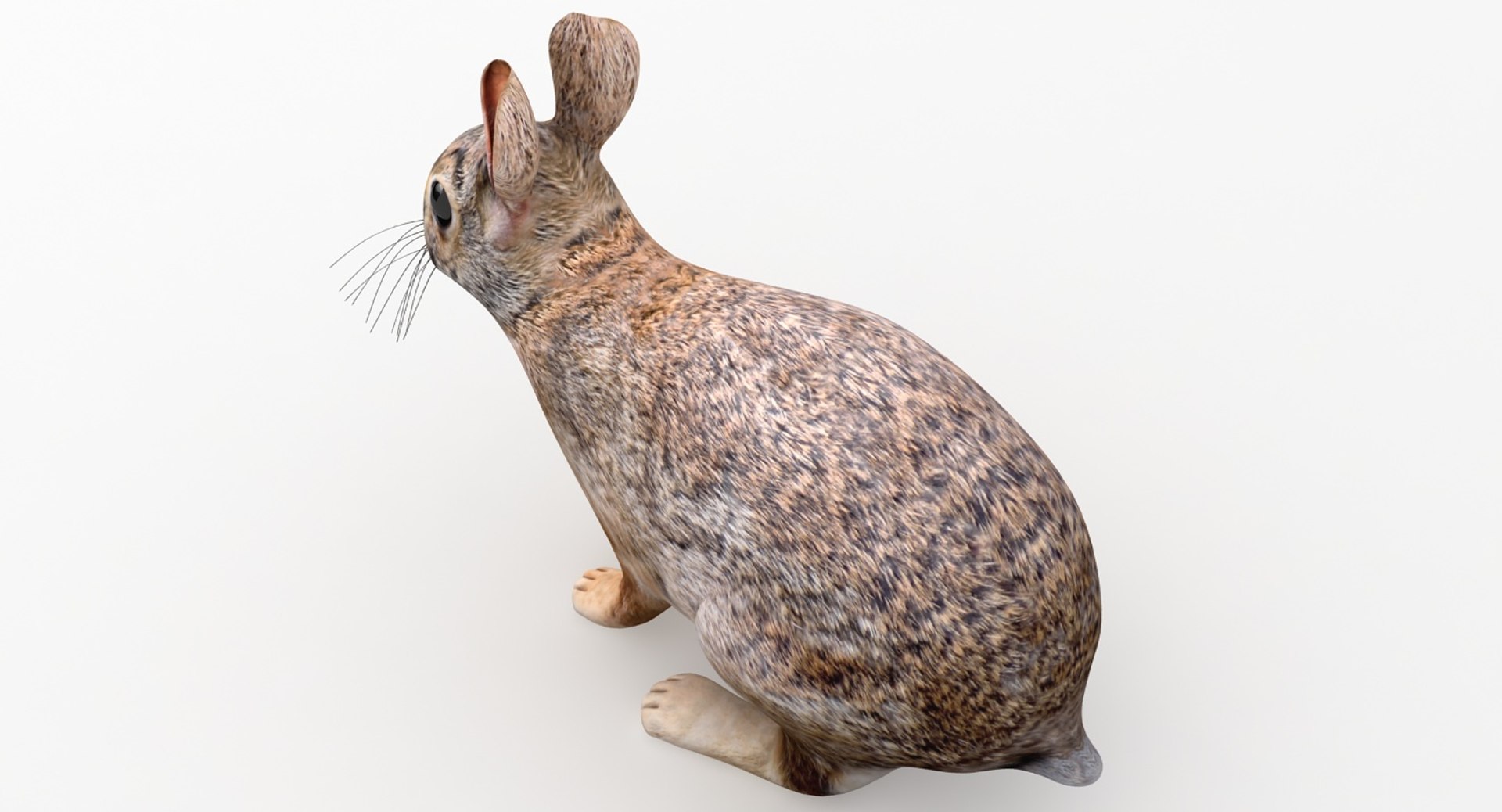 Realistic Rabbit 3D Model - TurboSquid 1307932