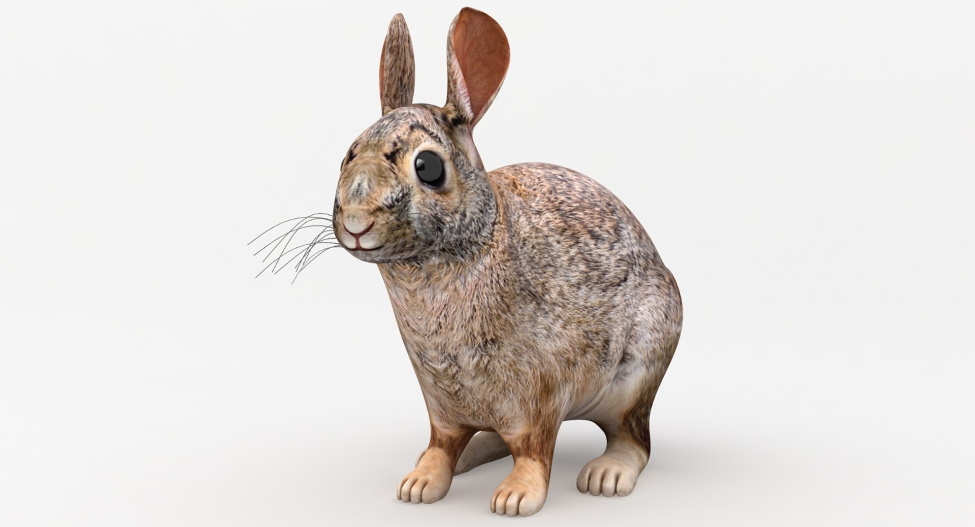 Realistic Rabbit 3D Model - TurboSquid 1307932