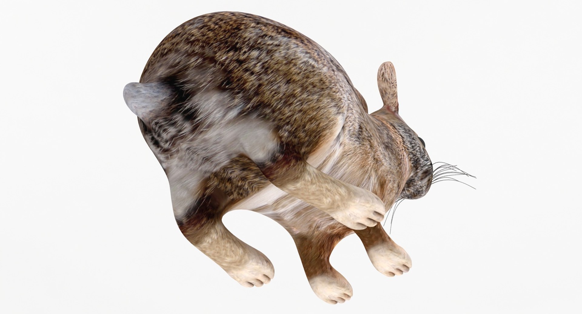 Realistic Rabbit 3D Model - TurboSquid 1307932