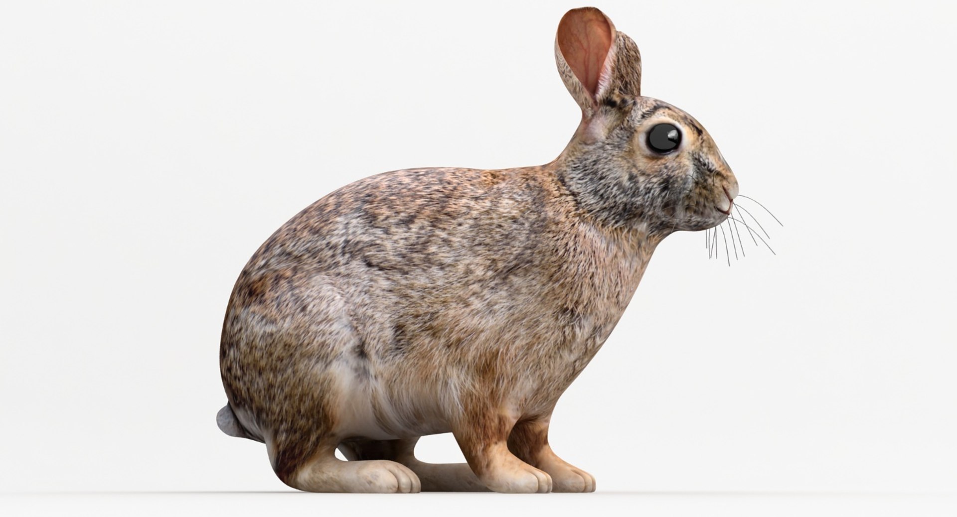 Realistic Rabbit 3D Model - TurboSquid 1307932