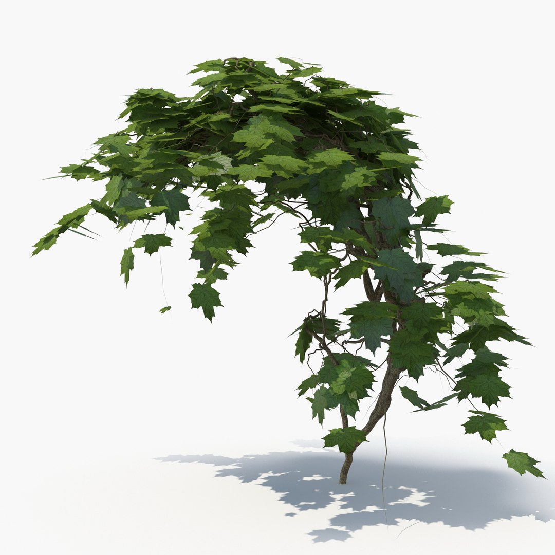 Realistic Ivy 3D - TurboSquid 1149325
