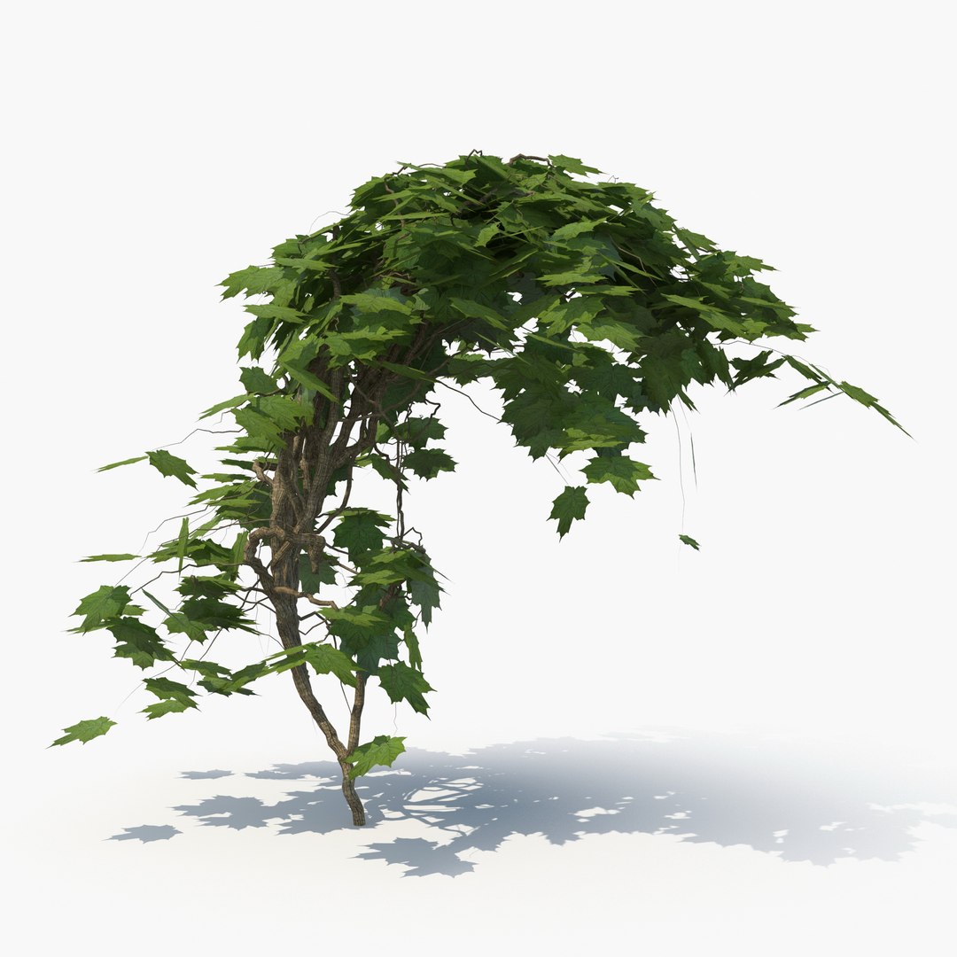 Realistic Ivy 3D - TurboSquid 1149325
