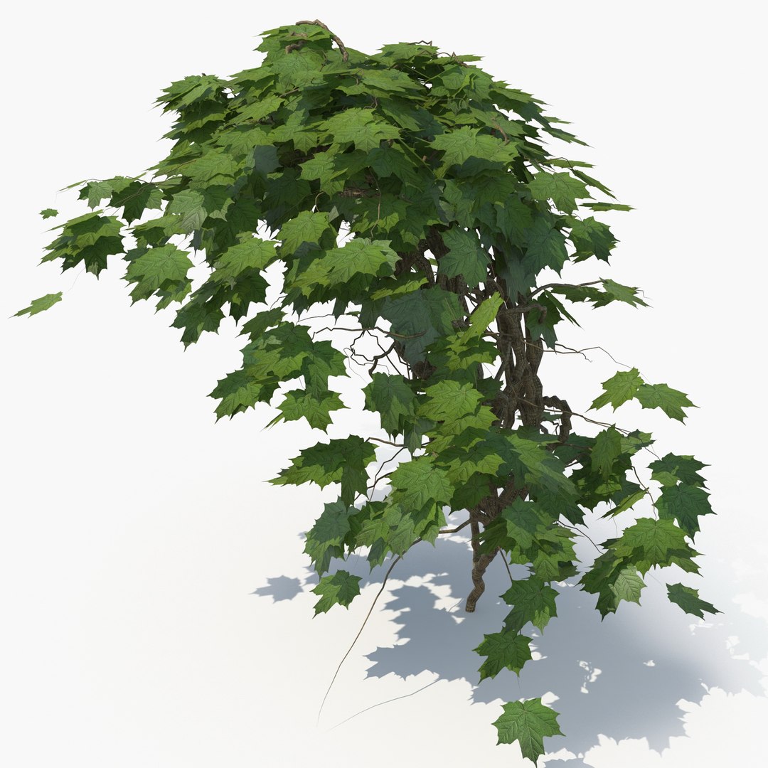 Realistic Ivy 3D - TurboSquid 1149325